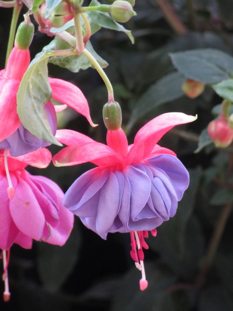 A Fuchsia or two in the Glasshouse at RHS Wisley – The Teddington Gardener