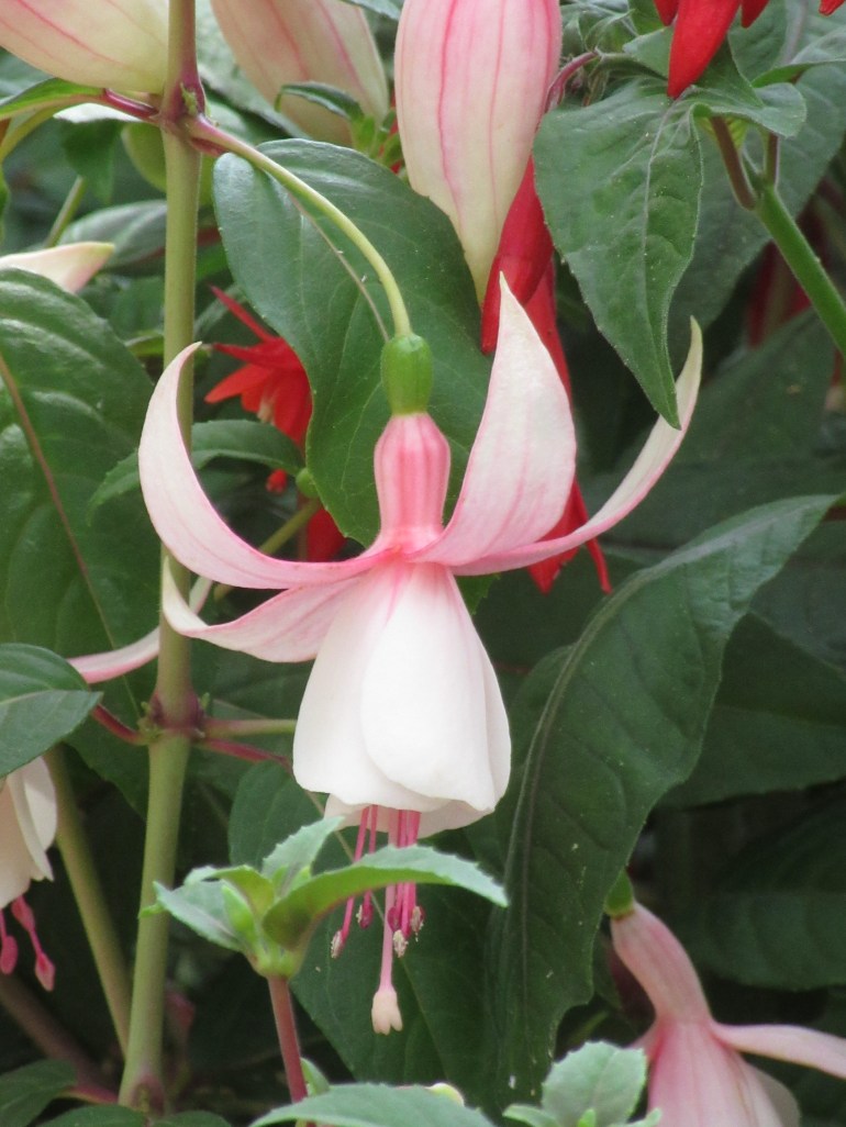 A Fuchsia or two in the Glasshouse at RHS Wisley – The Teddington Gardener