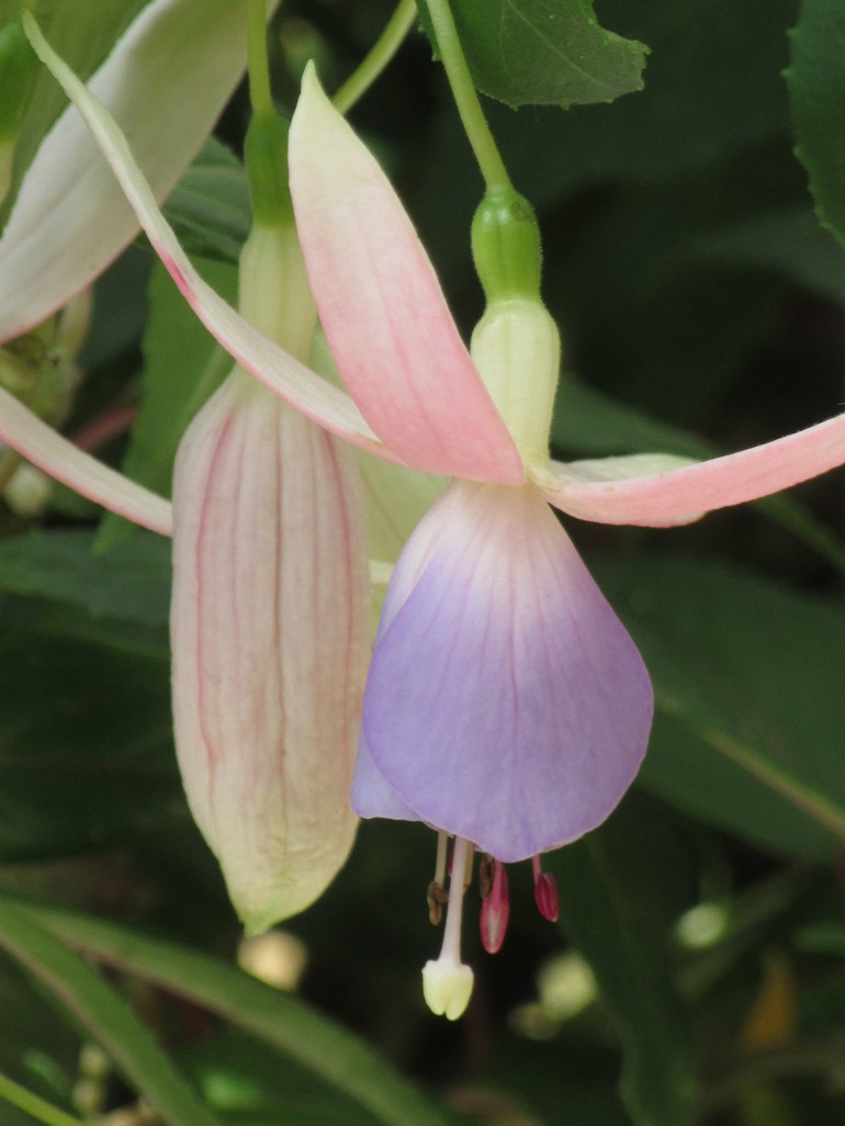 A Fuchsia or two in the Glasshouse at RHS Wisley – The Teddington Gardener