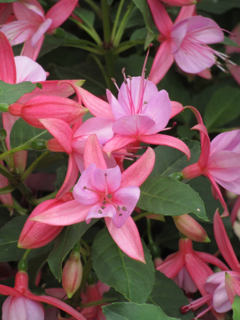 A Fuchsia or two in the Glasshouse at RHS Wisley – The Teddington Gardener