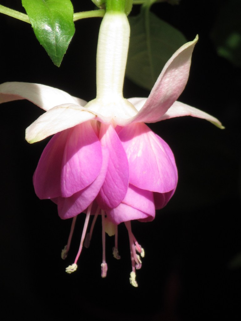 A Fuchsia or two in the Glasshouse at RHS Wisley – The Teddington Gardener