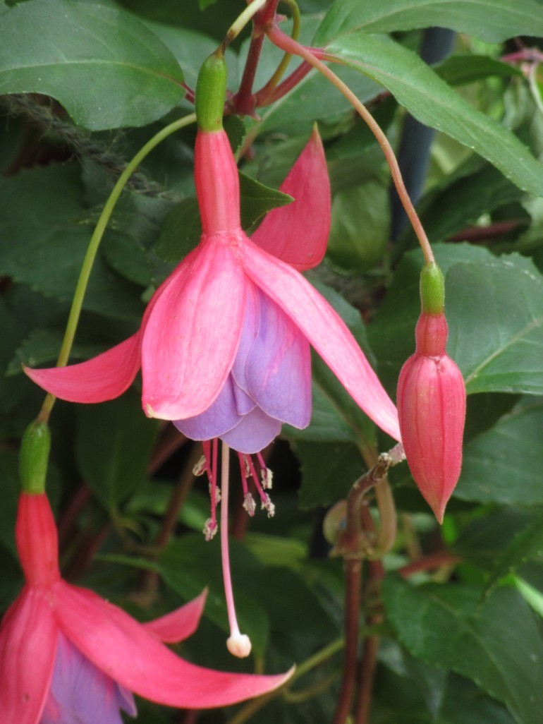 A Fuchsia or two in the Glasshouse at RHS Wisley – The Teddington Gardener