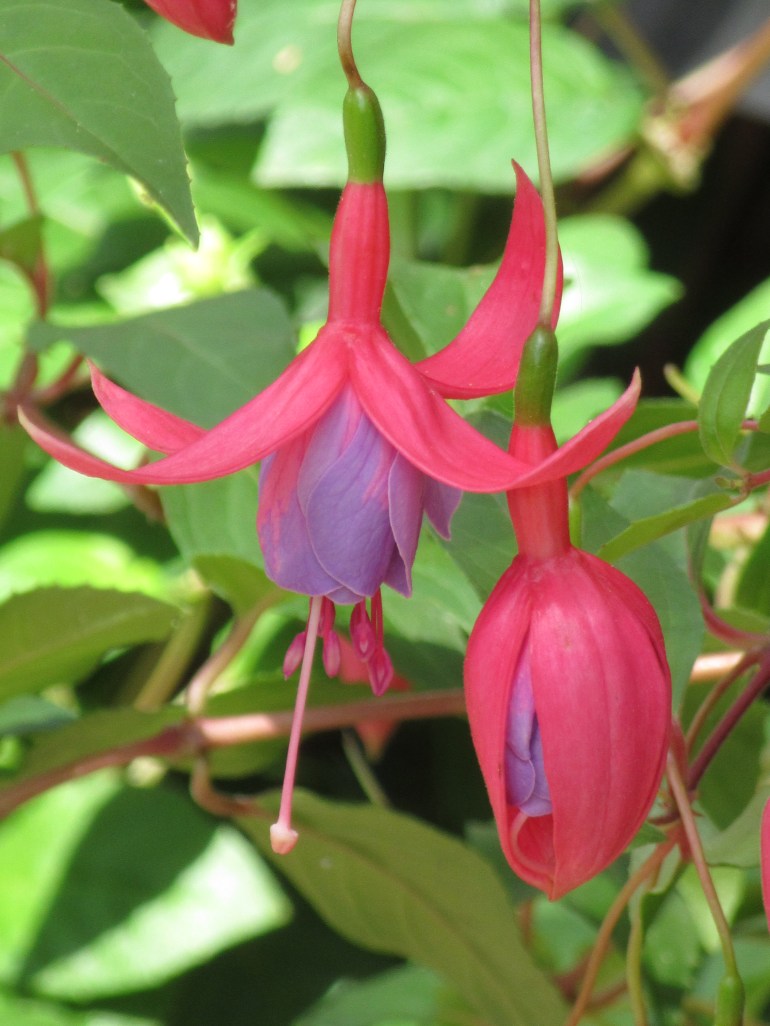 A Fuchsia or two in the Glasshouse at RHS Wisley – The Teddington Gardener
