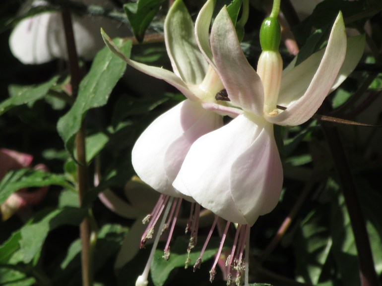 A Fuchsia or two in the Glasshouse at RHS Wisley – The Teddington Gardener