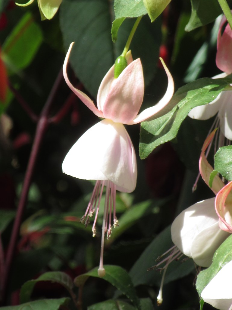A Fuchsia or two in the Glasshouse at RHS Wisley – The Teddington Gardener
