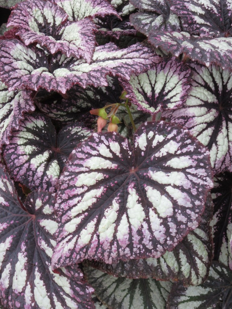 B for Begonia – The Teddington Gardener