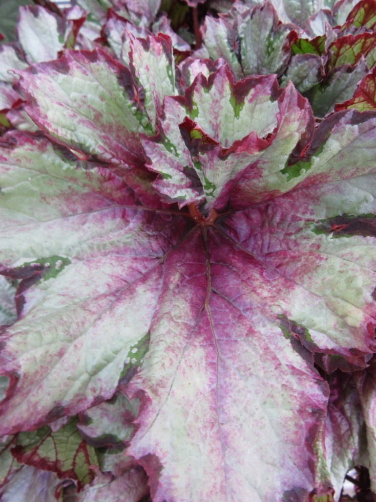 B for Begonia – The Teddington Gardener