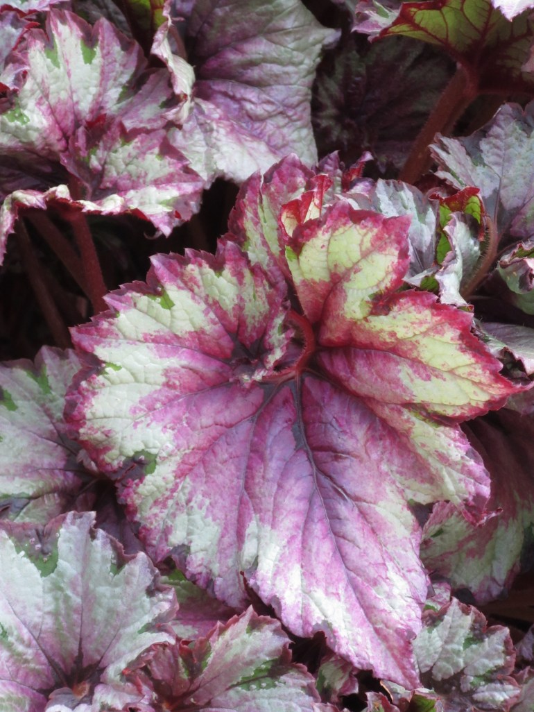 B for Begonia – The Teddington Gardener