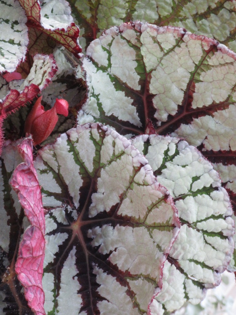 B for Begonia – The Teddington Gardener