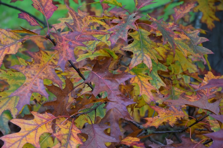 Quercus rubra 3 – The Teddington Gardener