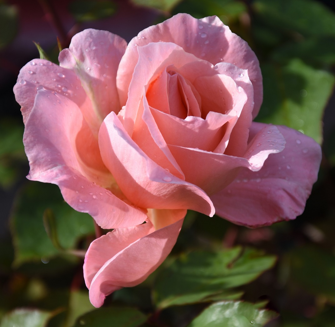 Rosa Blessings – The Teddington Gardener