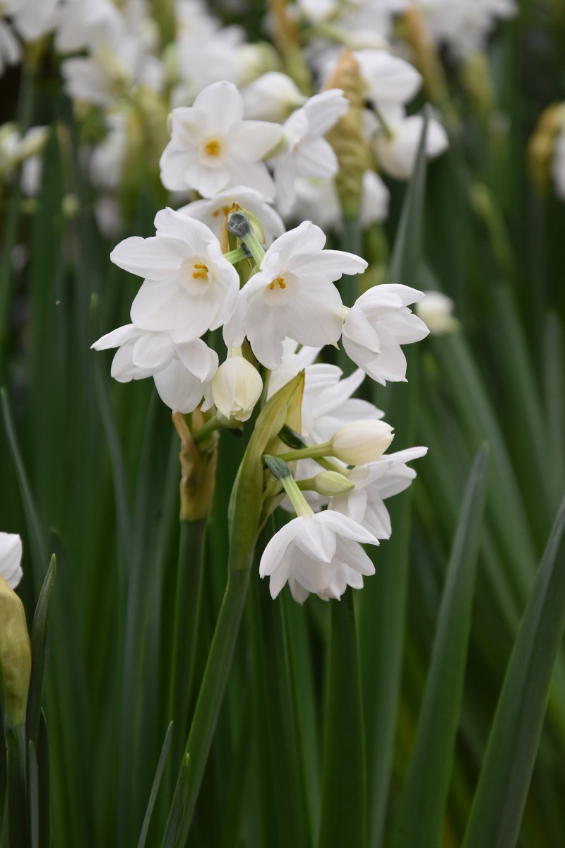 A force of nature …. bulbs for the festive season – The Teddington Gardener