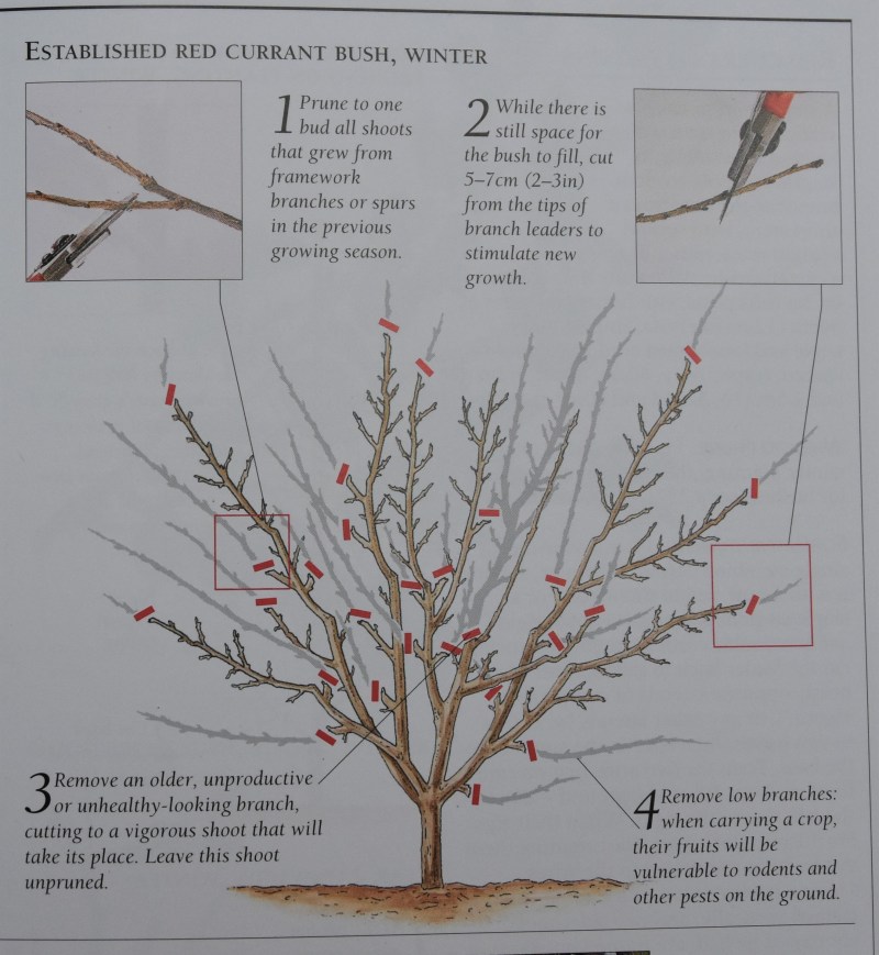 A little more juicy fruit – pruning raspberries, blackcurrants ...