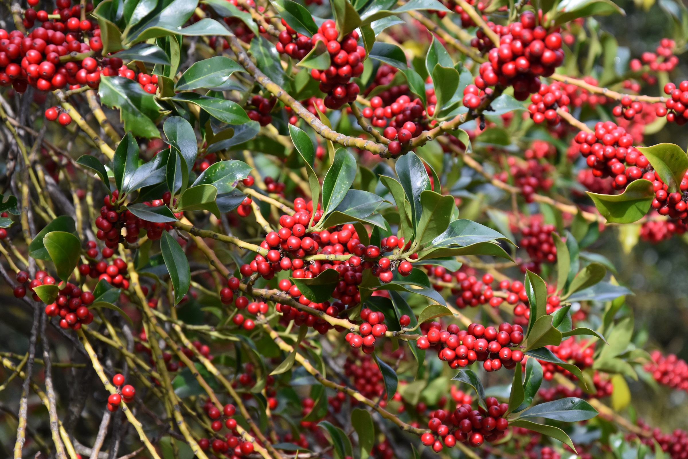 Ilex aquifolium Pyramidalis – The Teddington Gardener