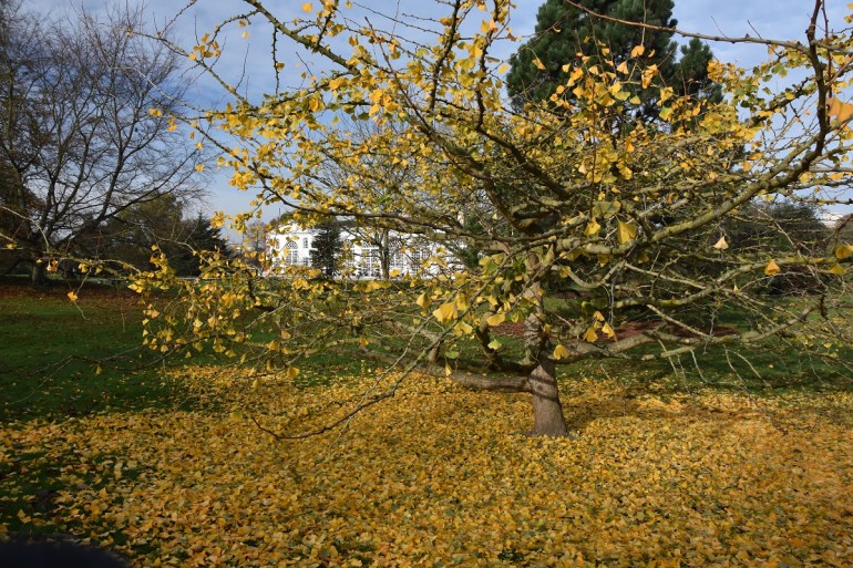 A Winter Gallery for your delight and delectation … – The Teddington ...