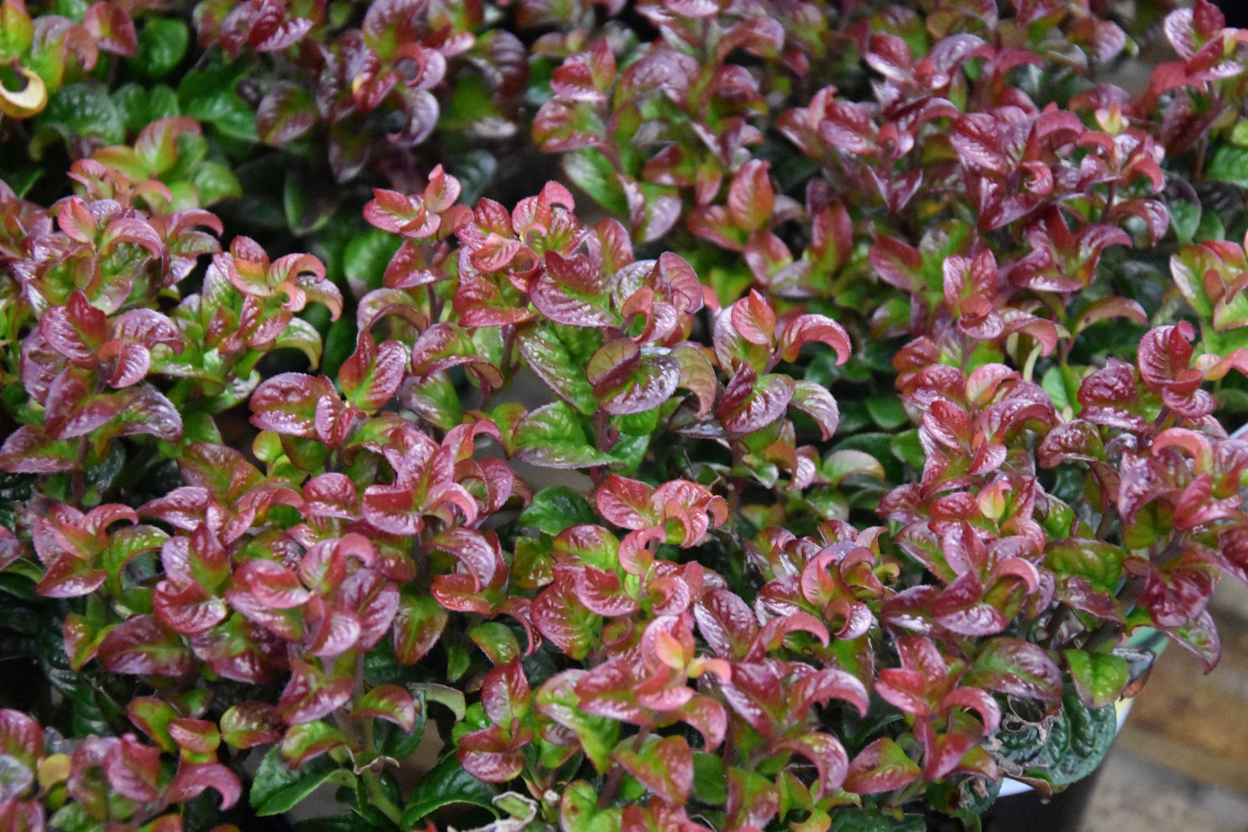 A Teddington Gardener roundup on twitter – and 11 sleeps ’til Christmas ...