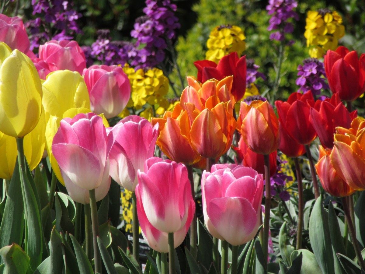 A timely guide to spring-flowering bulbs – choices, tips, techniques ...