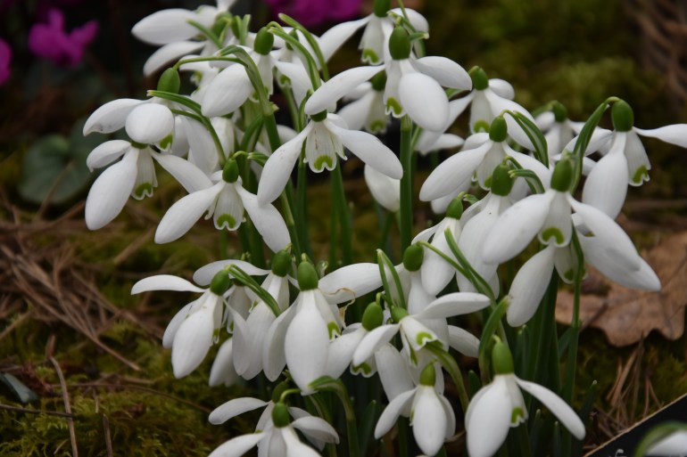 A timely guide to spring-flowering bulbs – choices, tips, techniques ...