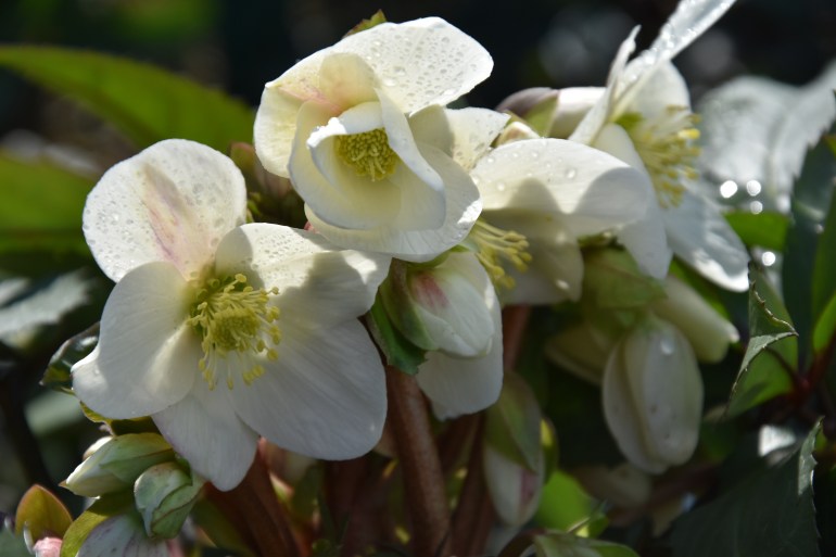 Just to bring you up to date … more hellebores, a crocus or three ...
