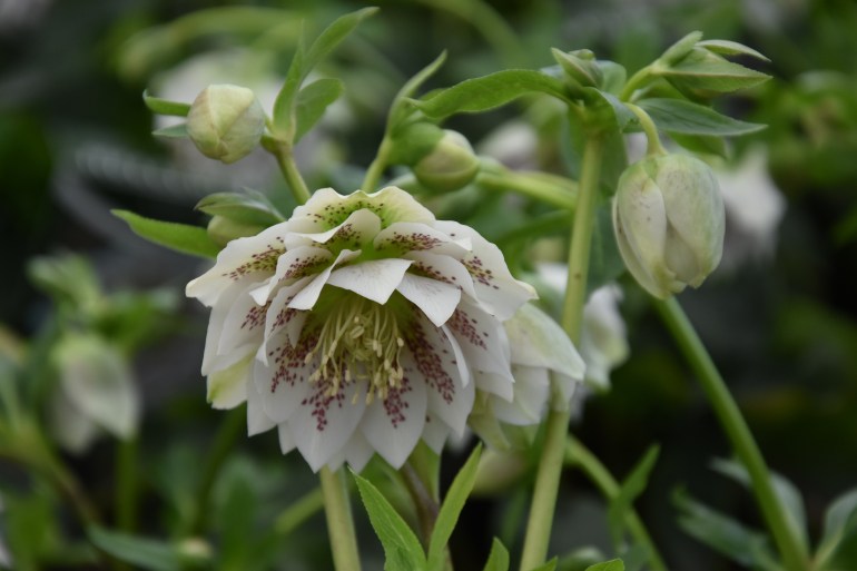 Just to bring you up to date … more hellebores, a crocus or three ...