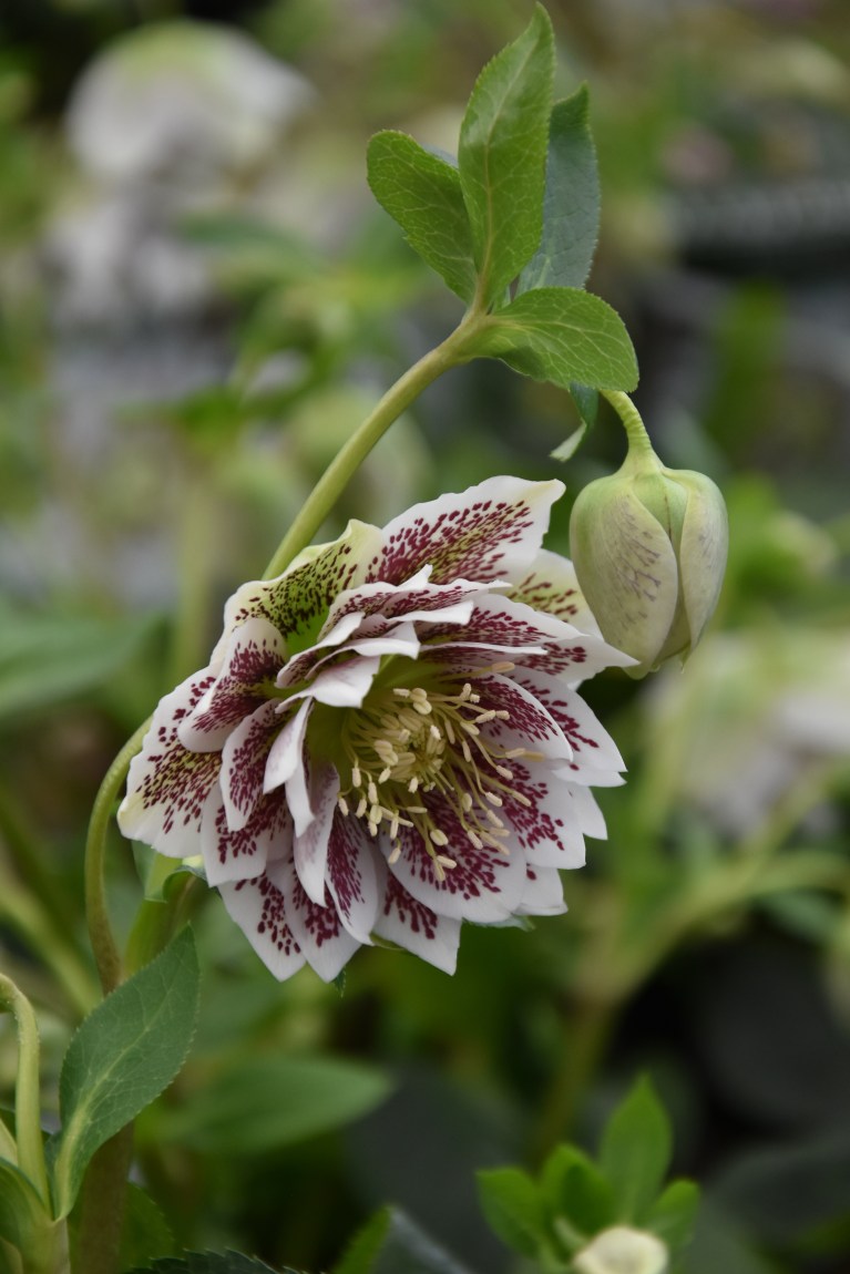 Just to bring you up to date … more hellebores, a crocus or three ...
