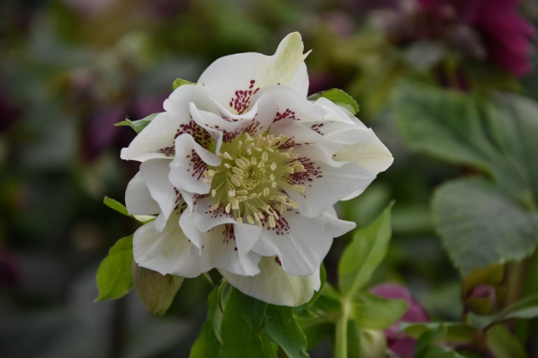 Just to bring you up to date … more hellebores, a crocus or three ...