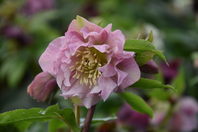 Just to bring you up to date … more hellebores, a crocus or three ...