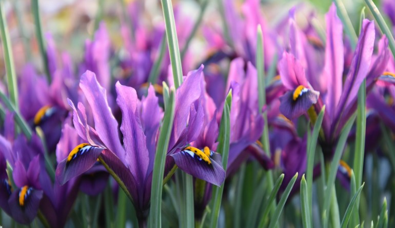 A timely guide to spring-flowering bulbs – choices, tips, techniques ...