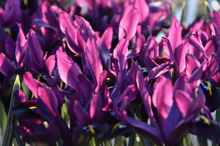 A timely guide to spring-flowering bulbs – choices, tips, techniques ...