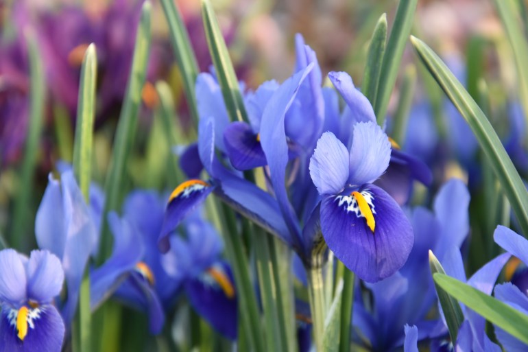 A timely guide to spring-flowering bulbs – choices, tips, techniques ...
