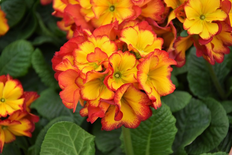 Polyanthus Stella Fire Dragon – The Teddington Gardener