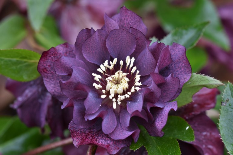 double hellebore – The Teddington Gardener