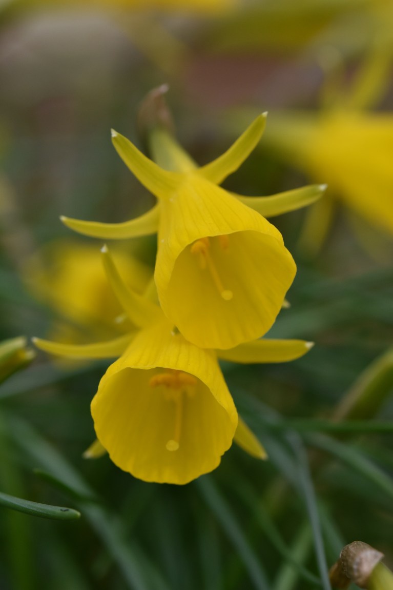 Narcissus Connie Number 1 – The Teddington Gardener
