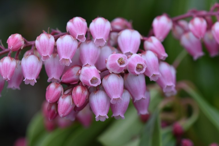 Pieris japonica Pink Delight – The Teddington Gardener