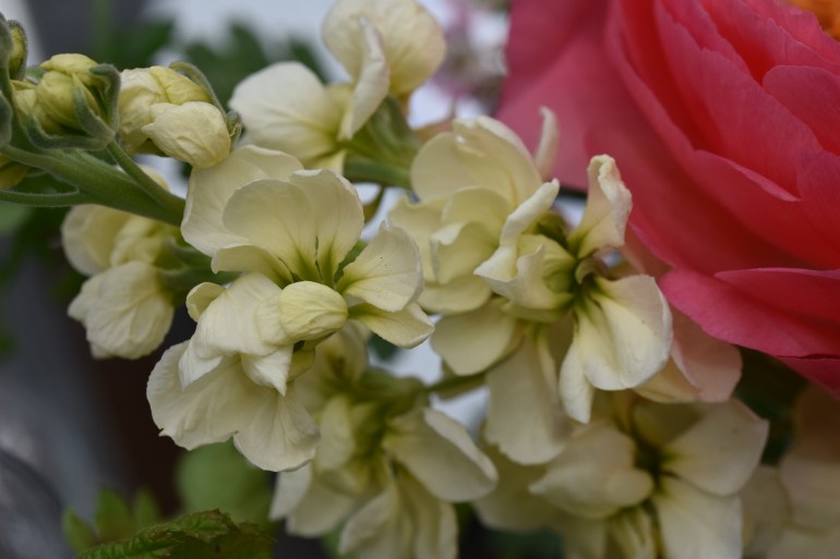 Petersham Nurseries – Glorious flowers for a wedding and other beauties ...