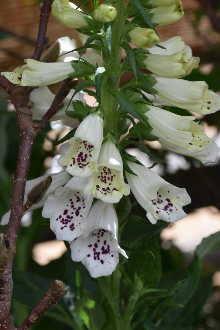 Petersham Nurseries – Glorious flowers for a wedding and other beauties ...