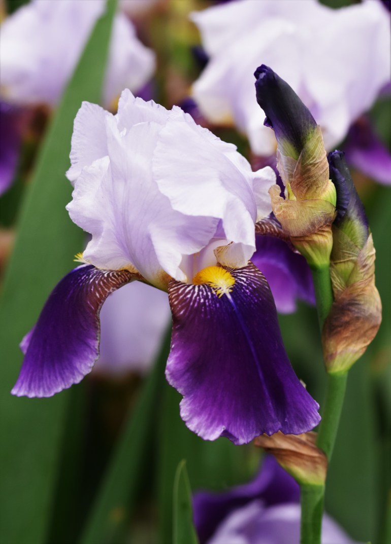 Somewhere over the rainbow – Irises on show at the RHS Chelsea Flower ...