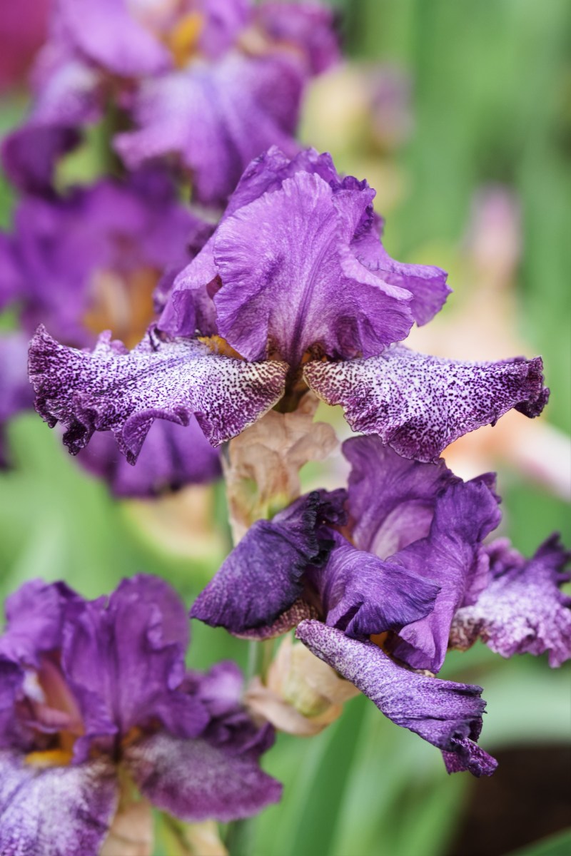 Somewhere over the rainbow – Irises on show at the RHS Chelsea Flower ...