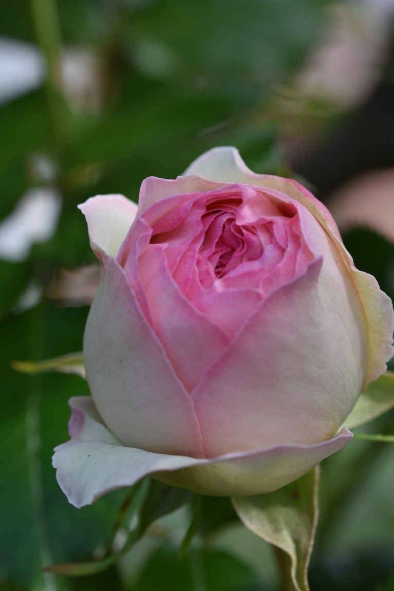 A floral & fragrant tour of Petersham Nurseries – Roses of course ...