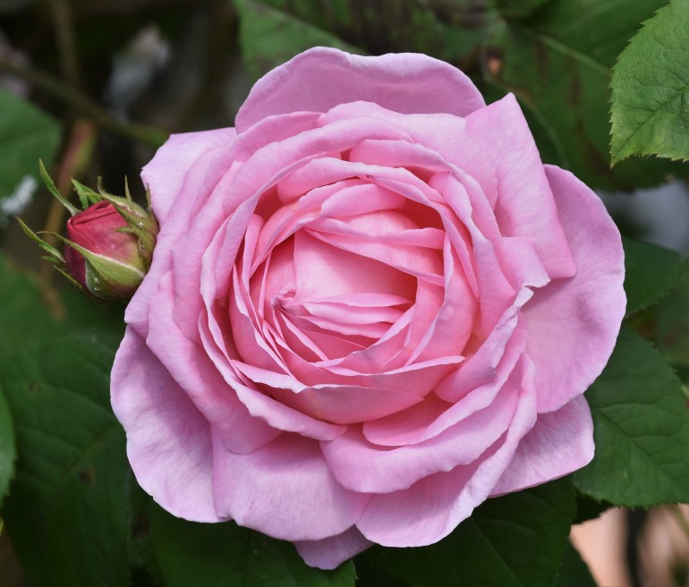 A floral & fragrant tour of Petersham Nurseries – Roses of course ...