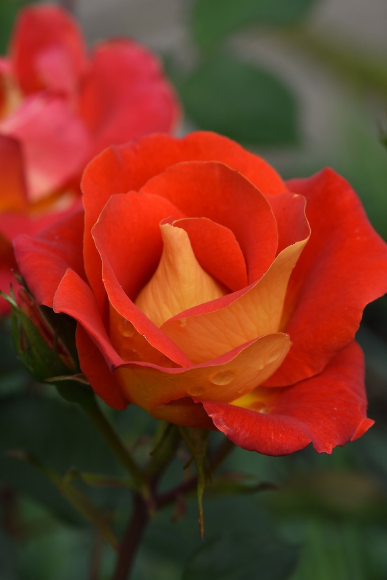 Roses all the way – a veritable photographic encyclopedia of these ...