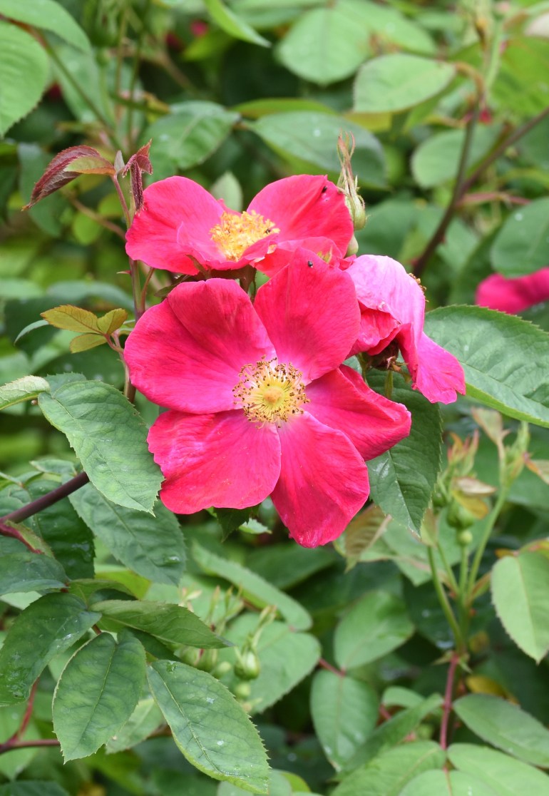 Roses all the way – a veritable photographic encyclopedia of these ...