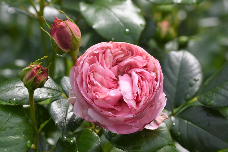 Roses all the way – a veritable photographic encyclopedia of these ...