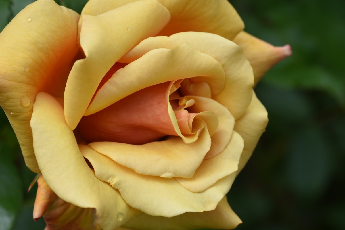 Roses all the way – a veritable photographic encyclopedia of these ...