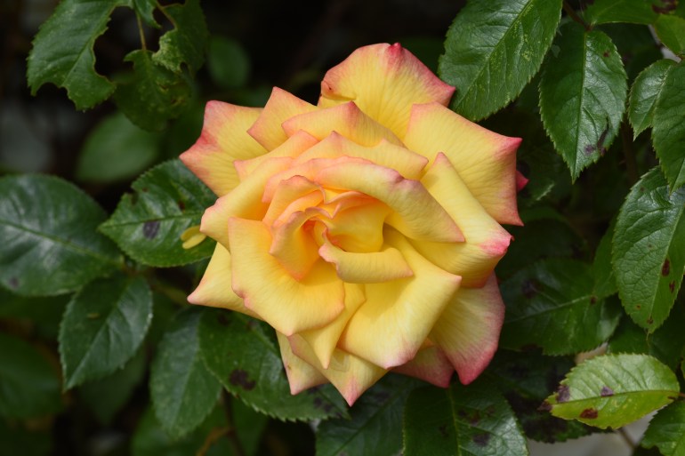 More roses – can I be this good to you? Part Two, this time from the ...