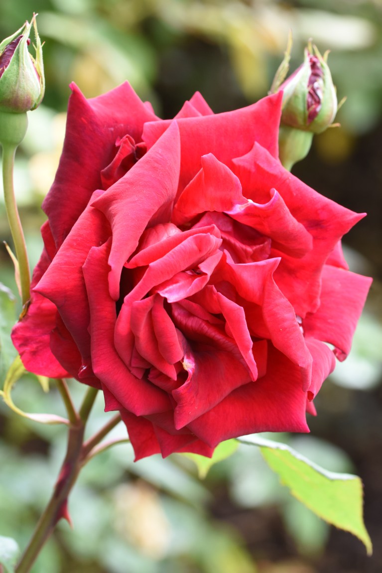 More roses – can I be this good to you? Part Two, this time from the ...