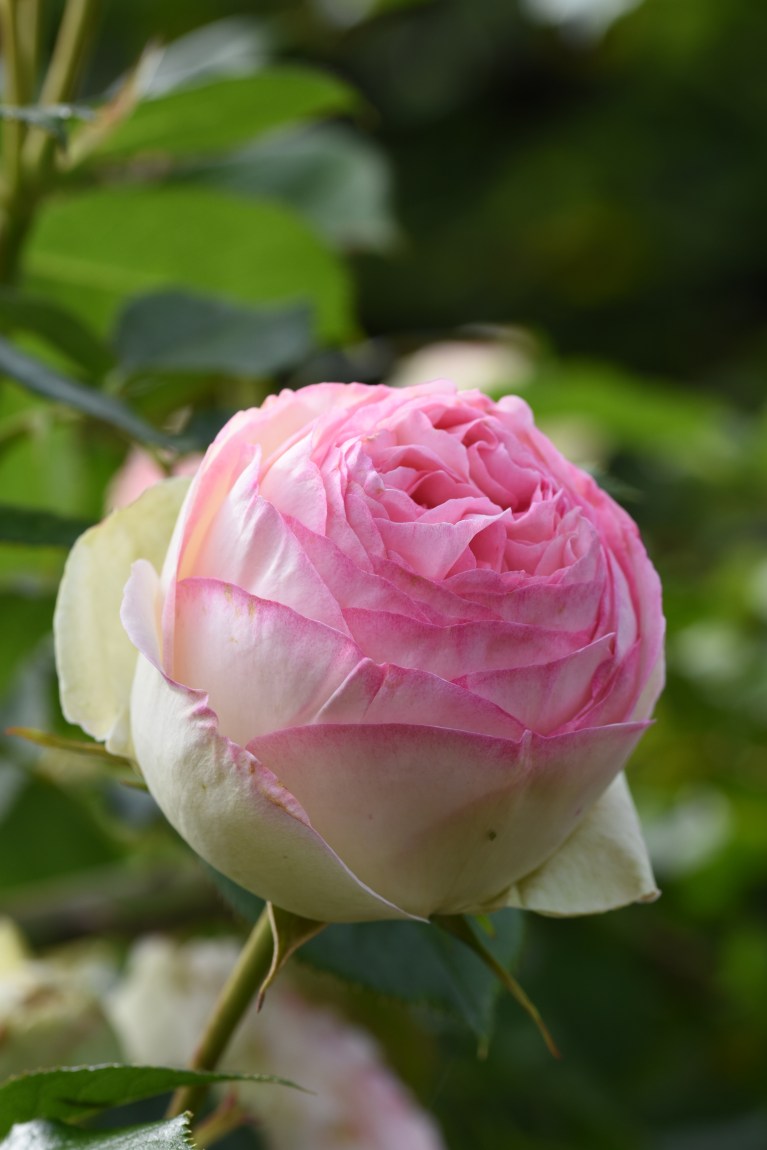 A busy day at Petersham Nurseries – hundreds of new roses from David ...