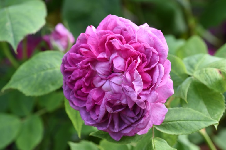 A busy day at Petersham Nurseries – hundreds of new roses from David ...