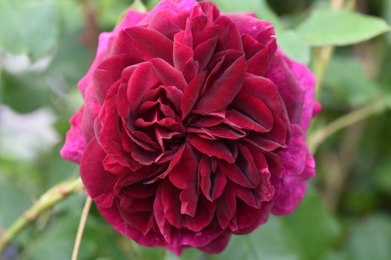 Roses, like you had to guess … plus some herbaceous beauties. A few ...