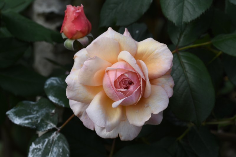 Roses, like you had to guess … plus some herbaceous beauties. A few ...